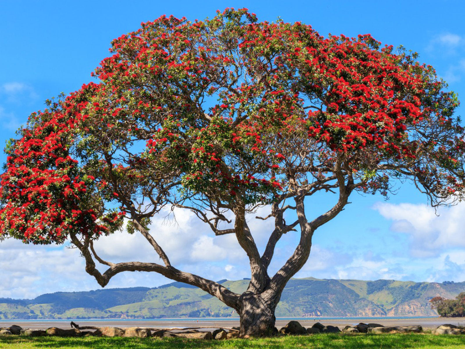 Nature and Wellbeing – Fearless Wanaka